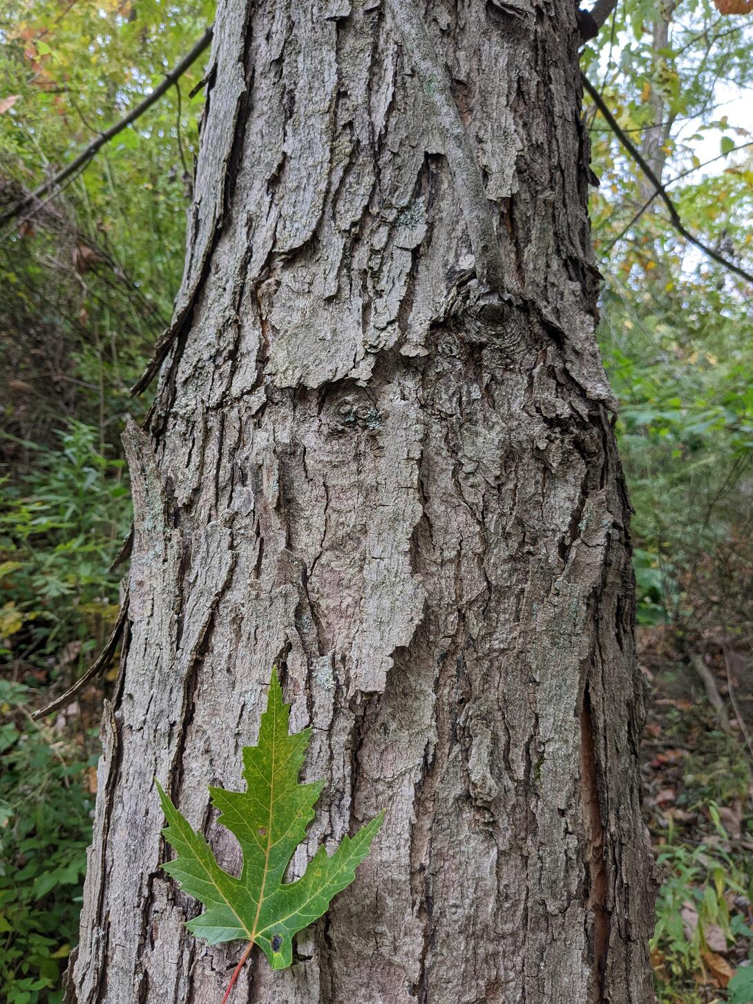 Silver Maple | CMP Tree Selection Tool